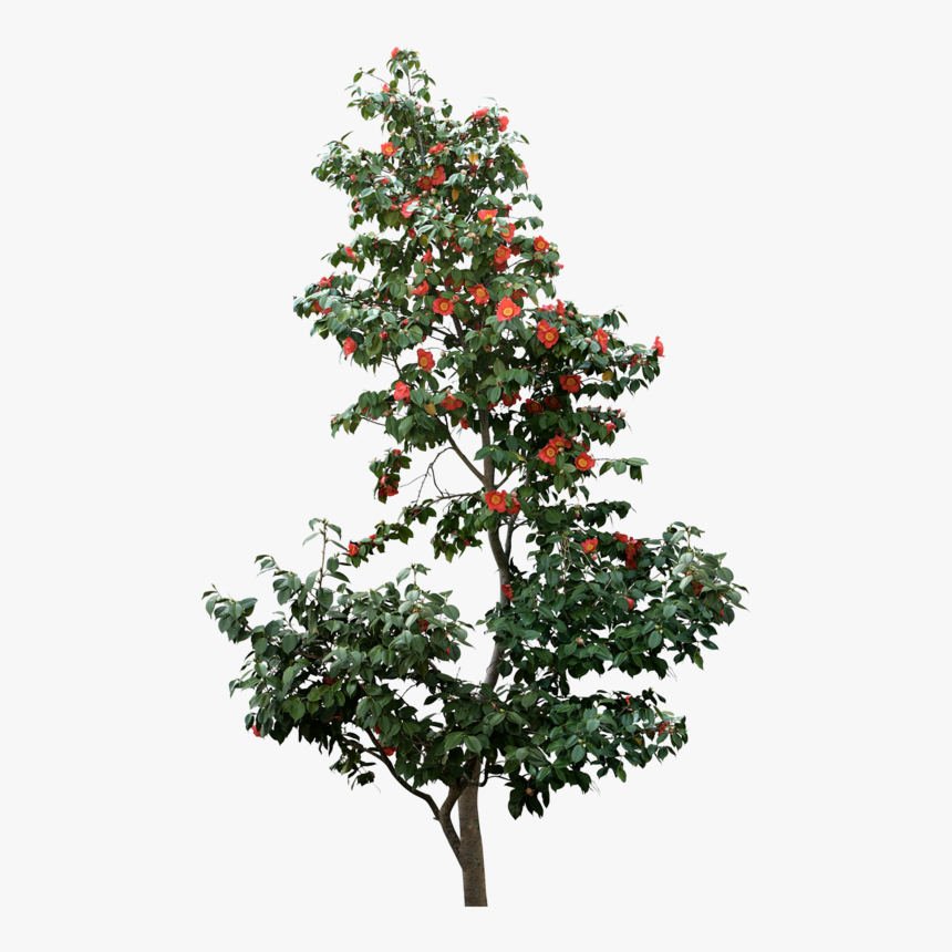 Tree, HD Png Download , Transparent Png Image - PNGitem