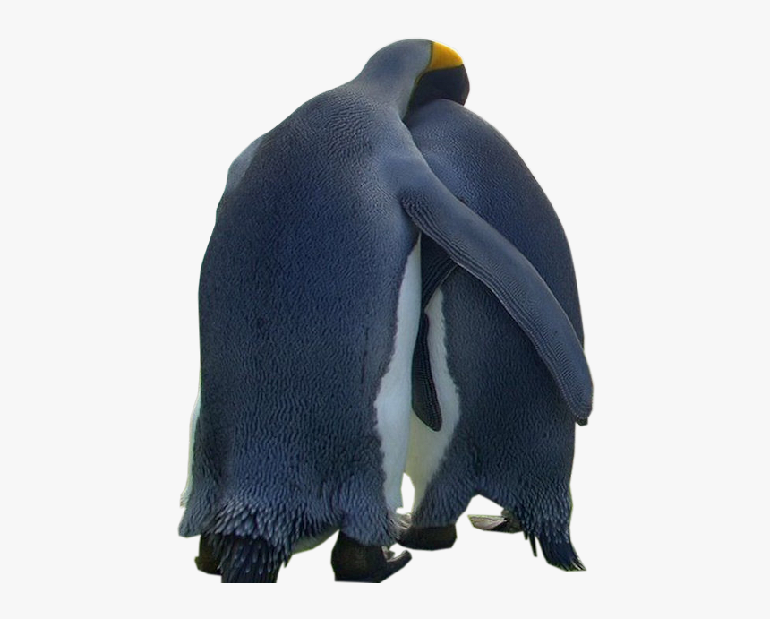 Tubes Animaux - Penguin Love, HD Png Download , Transparent Png Image ...