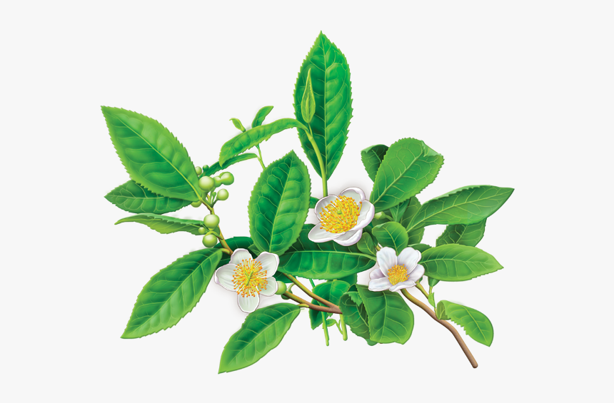 Greentea - Green Tea Plant Flower, HD Png Download , Transparent Png ...