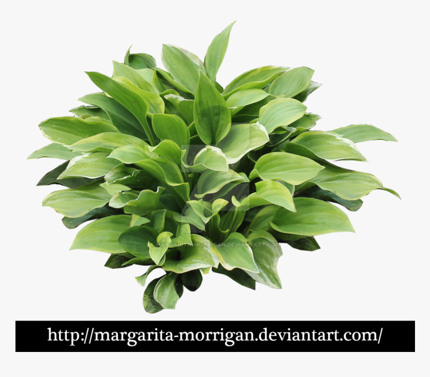 Hosta Png, Transparent Png , Transparent Png Image - PNGitem