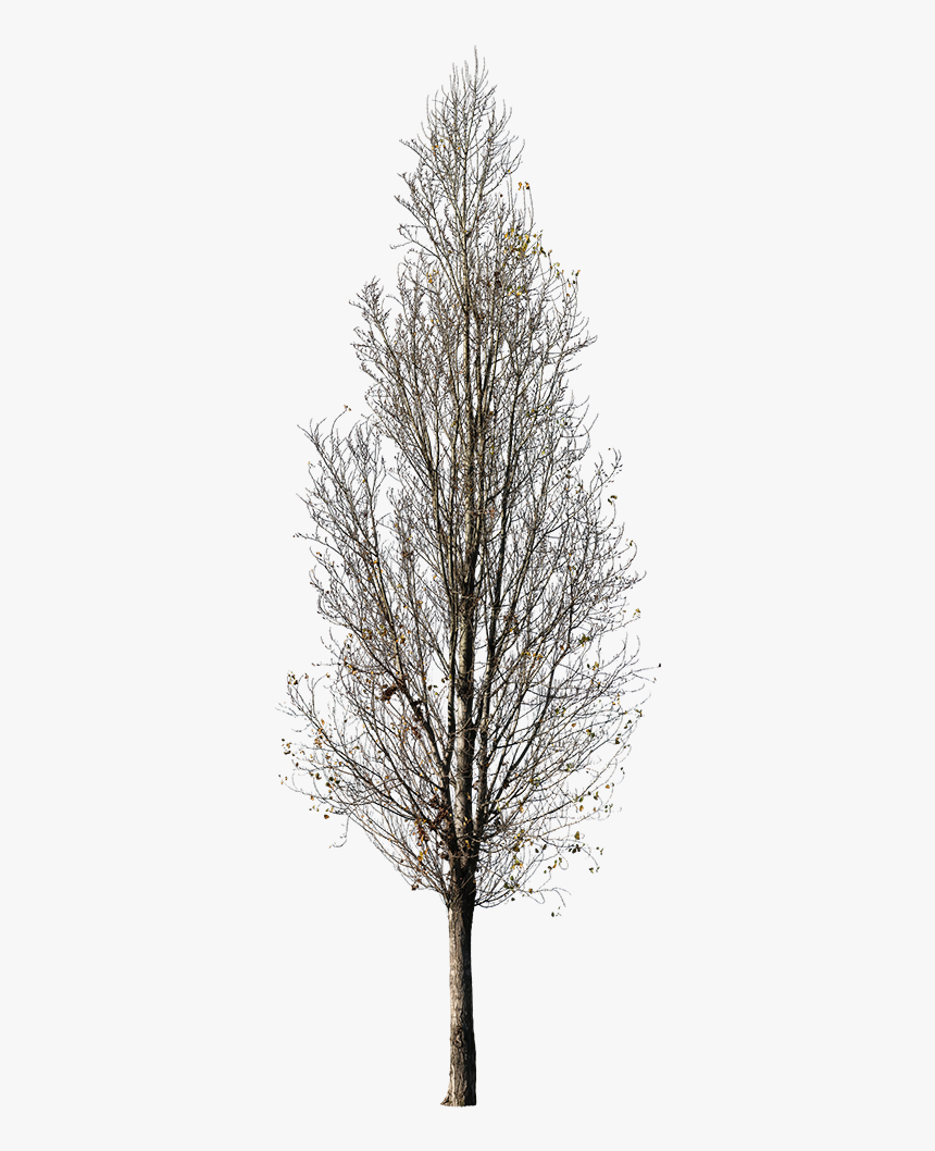 Tree Winter Cutout Free, HD Png Download , Transparent Png Image - PNGitem