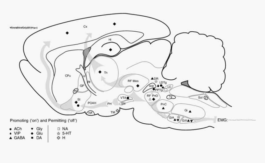 Optic Tract Rat Sagittal, HD Png Download , Transparent Png Image - PNGitem