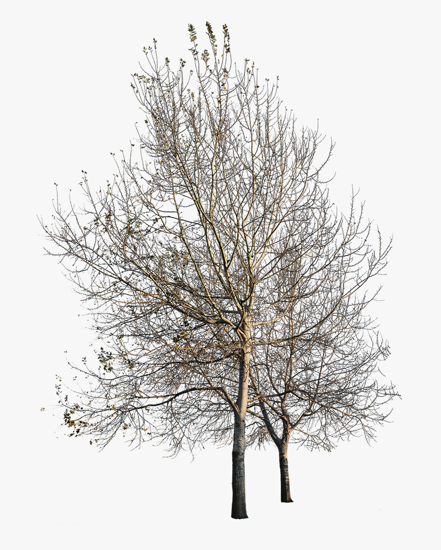 Long Tree Sketch Png, Transparent Png , Transparent Png Image - PNGitem
