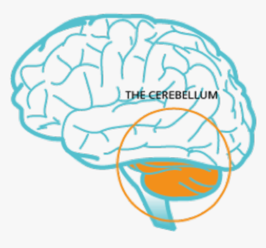 Muscle Coordination Brain Area, HD Png Download , Transparent Png Image ...
