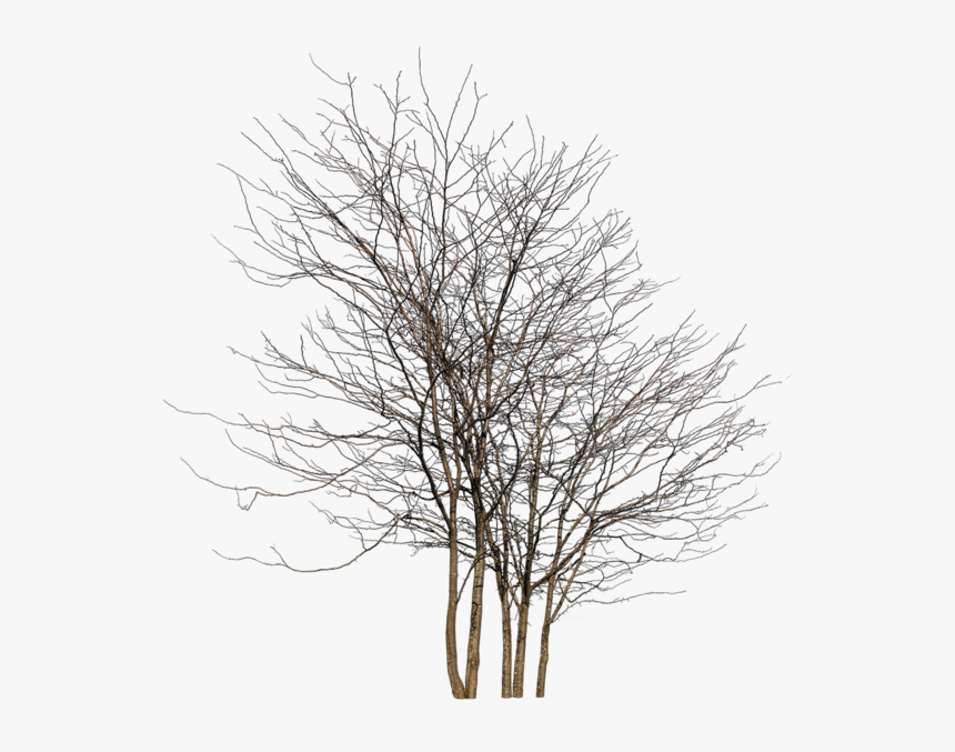 Winter Tree Png