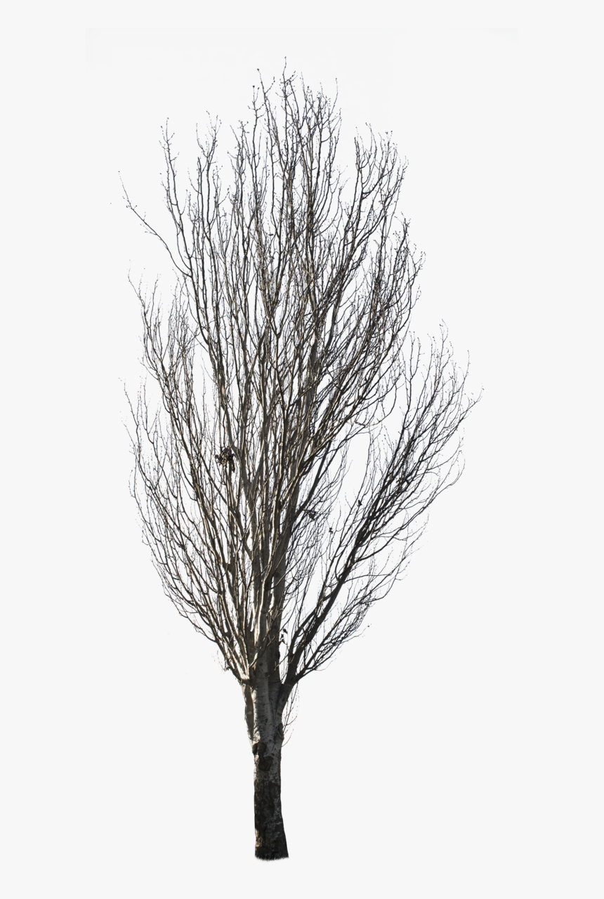 Winter Tree Transparent Background, HD Png Download , Transparent Png ...
