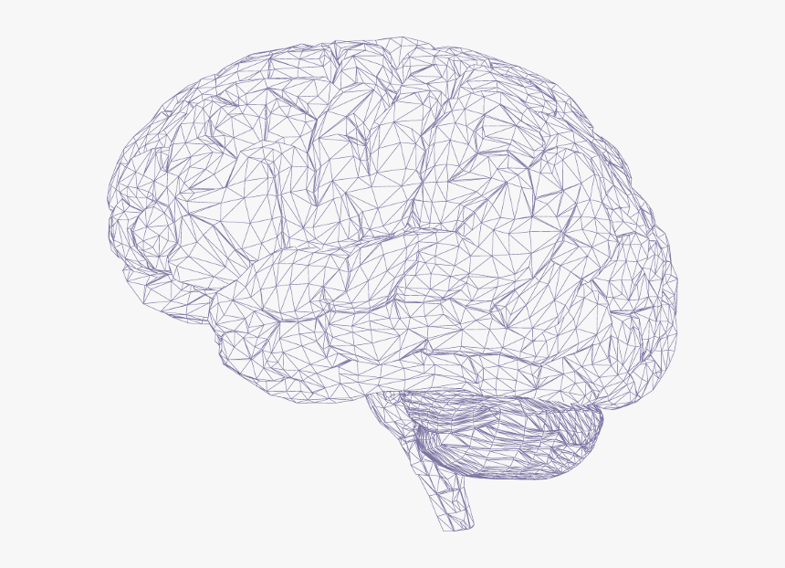 Brain Wire Frame Models, HD Png Download , Transparent Png Image - PNGitem