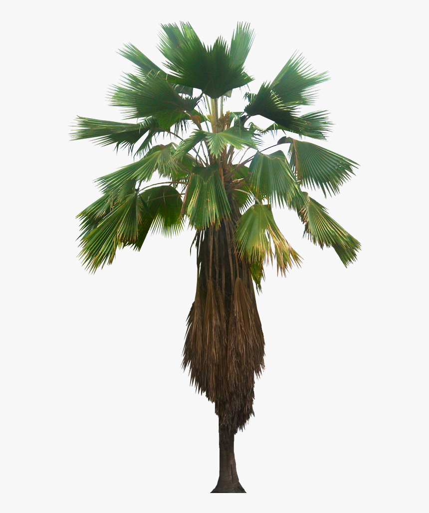 Licuala Palm Png, Transparent Png , Transparent Png Image - PNGitem