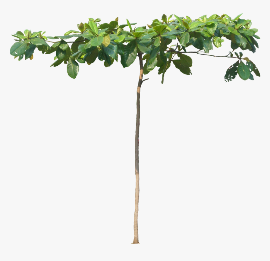 Arbol De Almendra Png, Transparent Png , Transparent Png Image - PNGitem