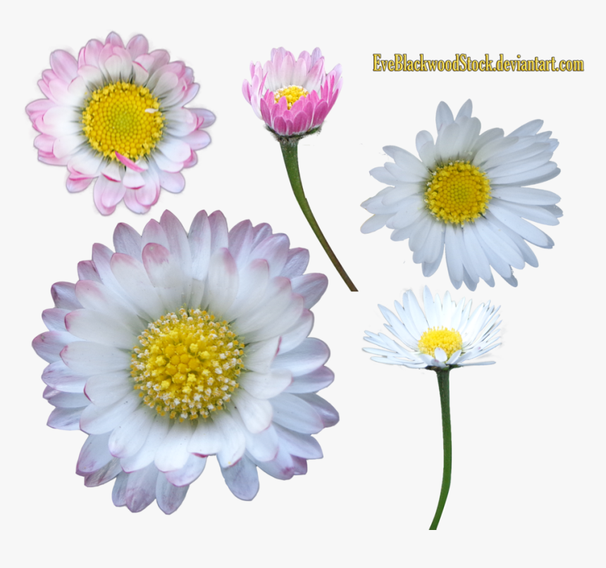 Daisy Clipart Transparent Background, HD Png Download , Transparent Png ...