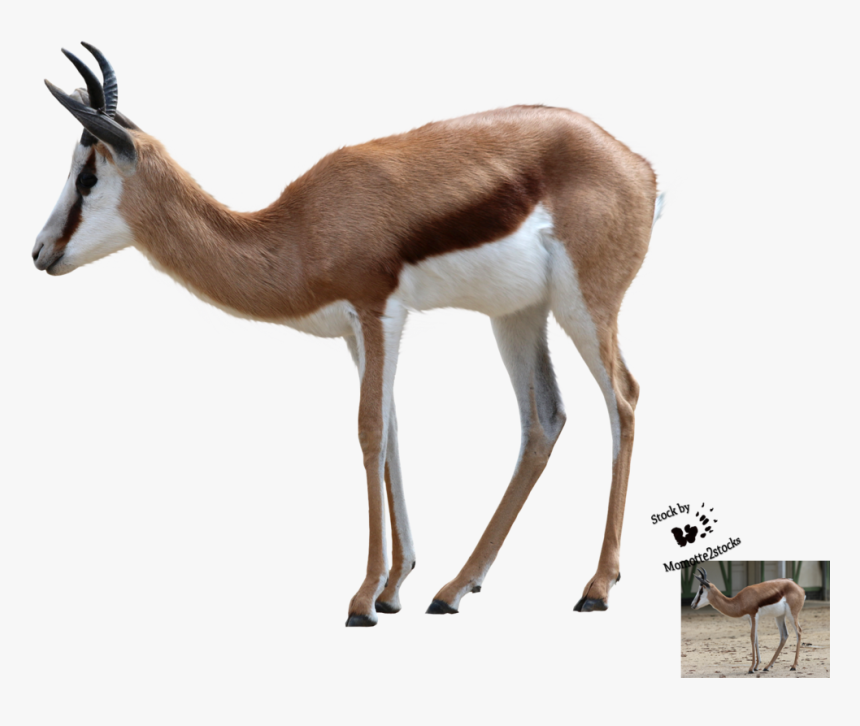 Thumb Image - Springbok Png, Transparent Png , Transparent Png Image ...