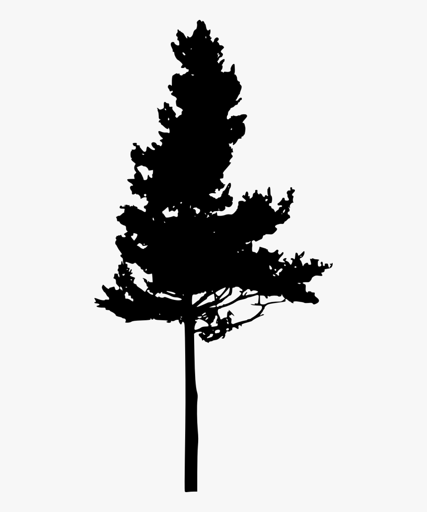 Silhouette Eastern White Pine Pinus Nigra Tree - Eastern White Pine ...