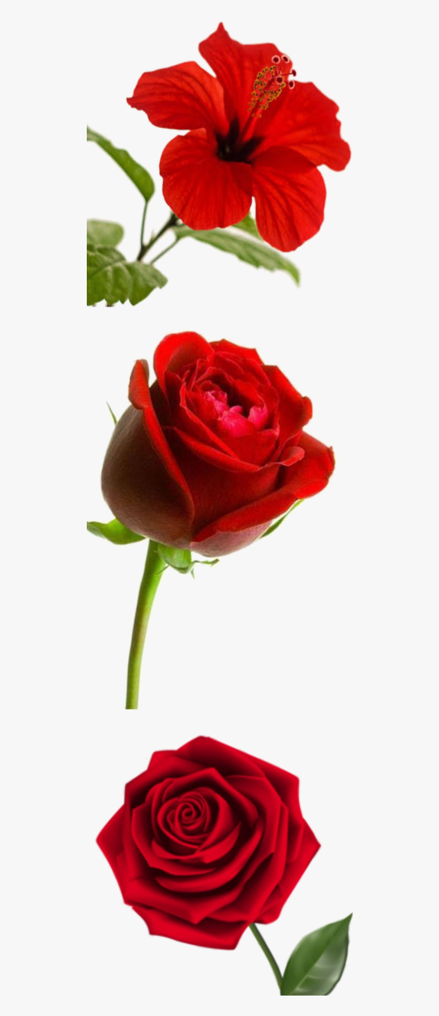 Rose, HD Png Download , Transparent Png Image - PNGitem