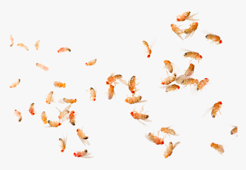 Fruit Flies, HD Png Download , Transparent Png Image - PNGitem