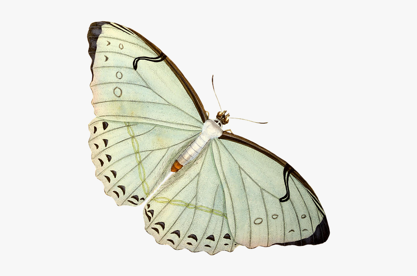 Limenitis, HD Png Download , Transparent Png Image - PNGitem