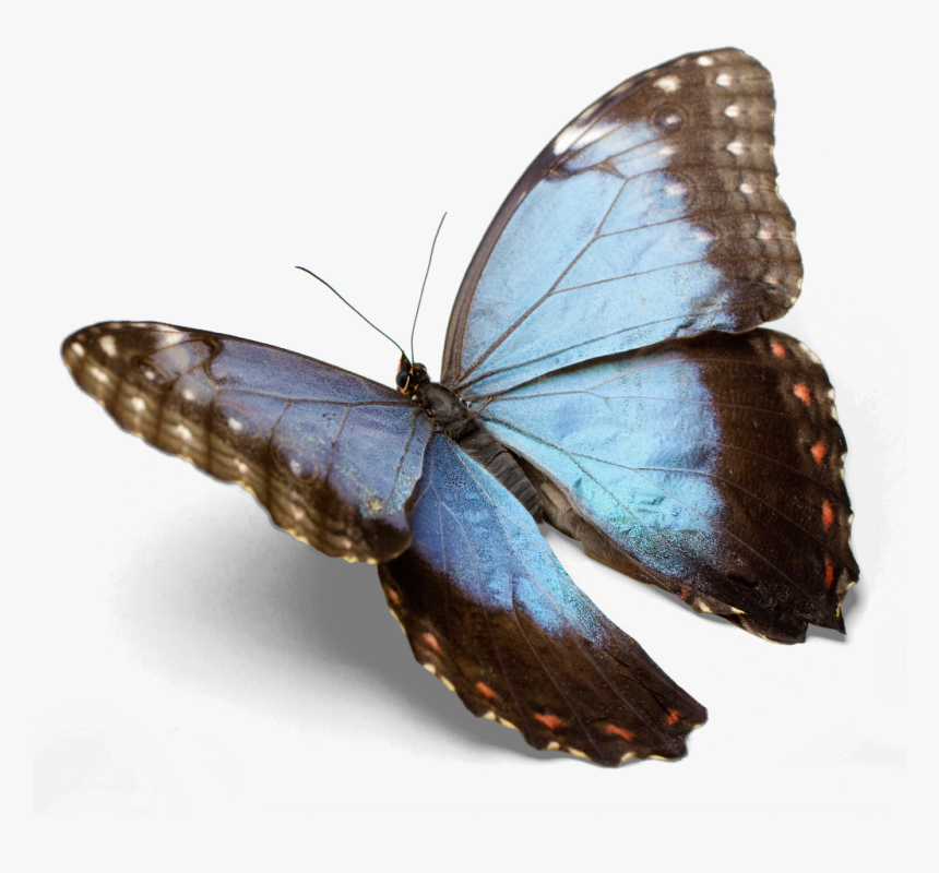 Gru Png, Transparent Png , Transparent Png Image - PNGitem