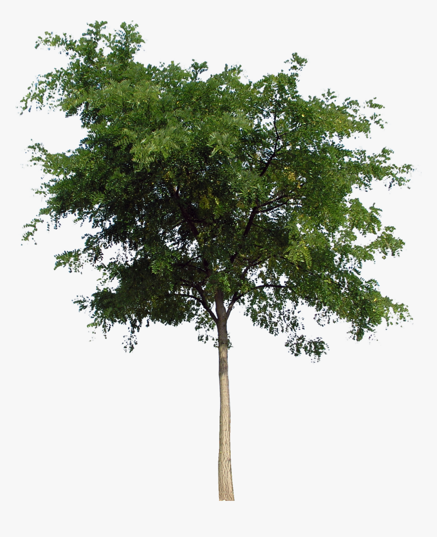 Tree Front View Png, Transparent Png , Transparent Png Image - PNGitem