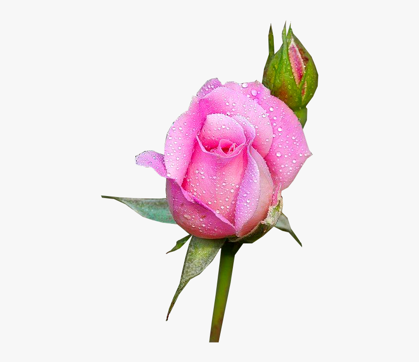 Rose, HD Png Download , Transparent Png Image - PNGitem