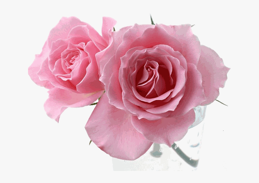 Flores Rosas Png - دو شاخه گل صورتی, Transparent Png , Transparent Png ...