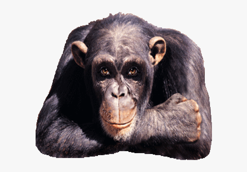 Transparent Monkey Gif, HD Png Download , Transparent Png Image - PNGitem