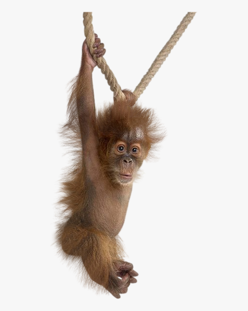 Cute Monkey White Background, HD Png Download , Transparent Png Image ...
