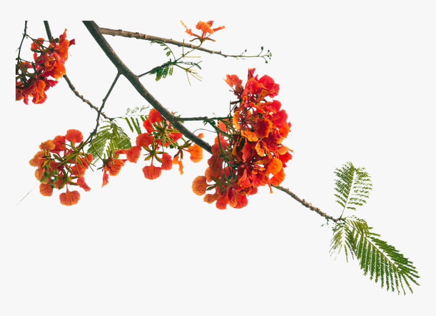 Poinciana Flowers Png, Transparent Png , Transparent Png Image - PNGitem