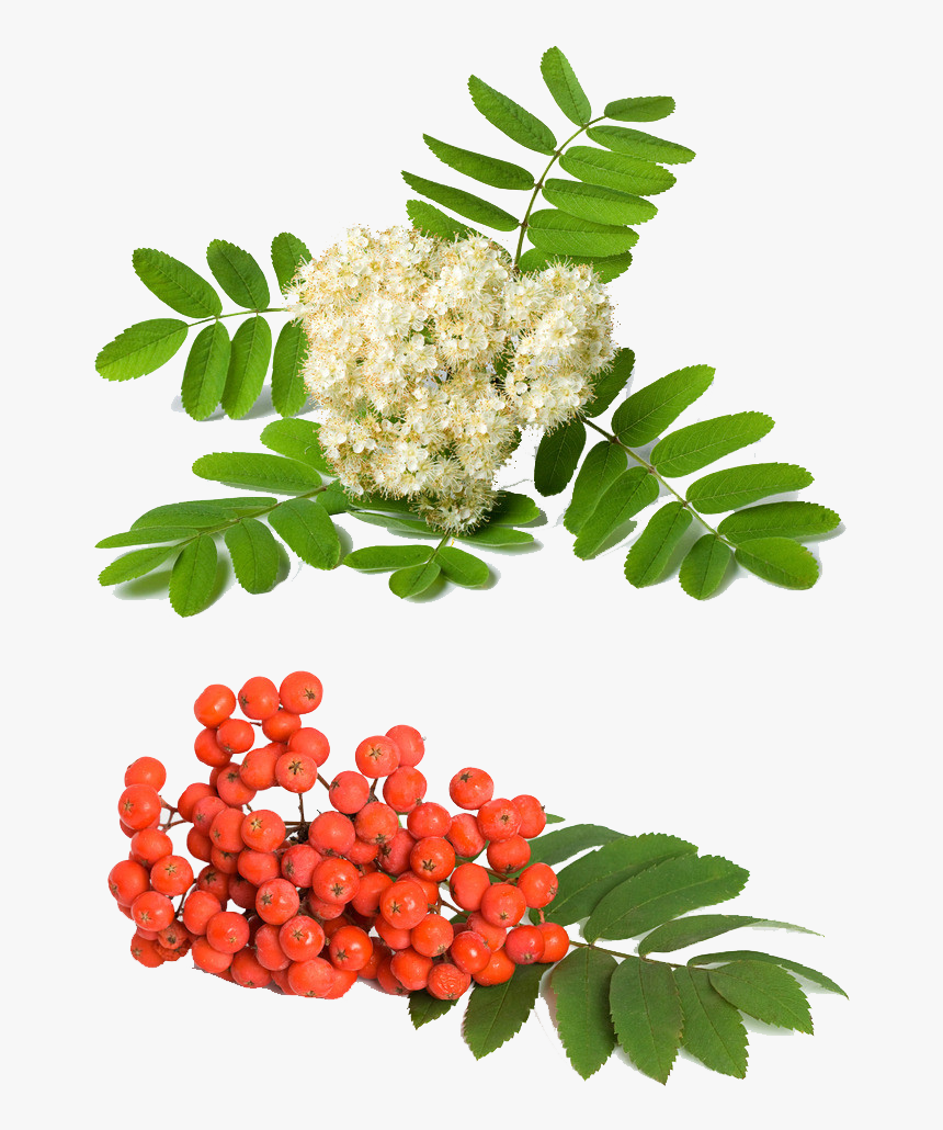 Rowan Berries And Flowers, HD Png Download , Transparent Png Image ...