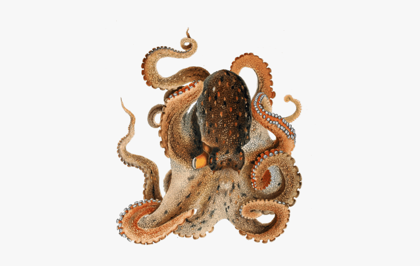 Octopus With Crown Gif, HD Png Download , Transparent Png Image - PNGitem
