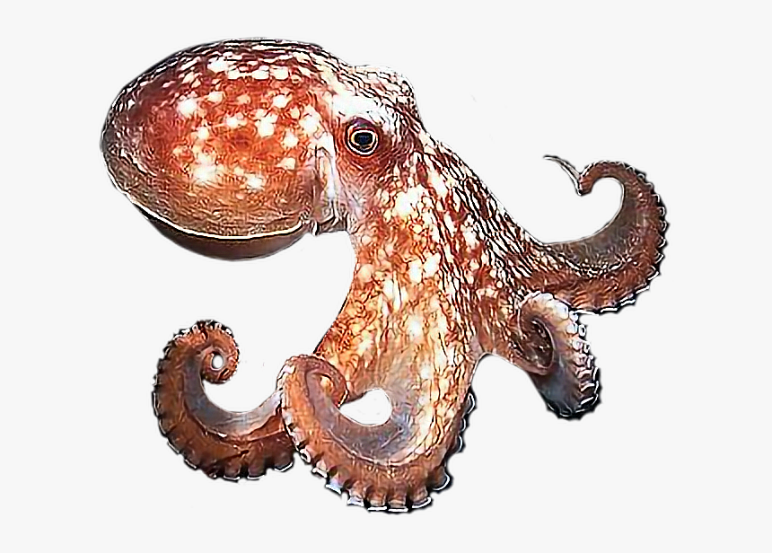 #octopus - Real Octopus Transparent Background, HD Png Download ...