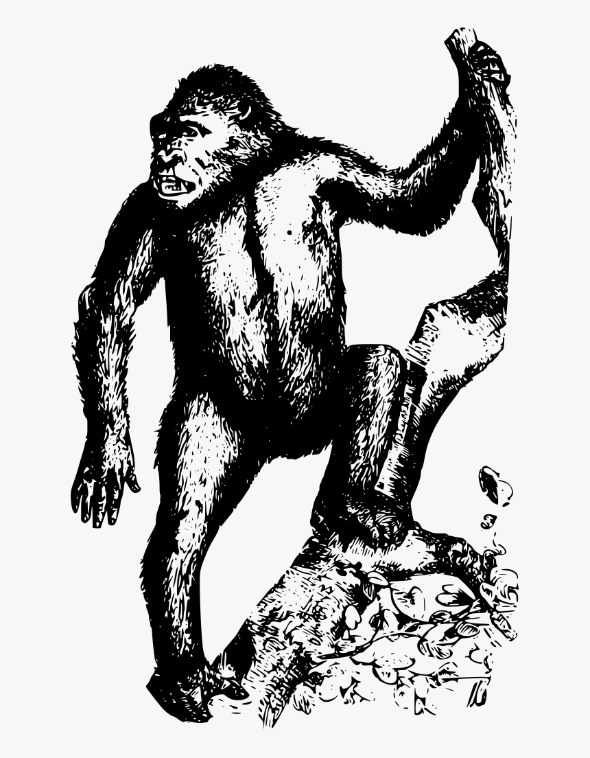 Standing Apes Drawing, HD Png Download , Transparent Png Image - PNGitem