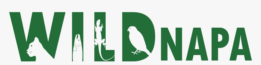 Napa Logo Png, Transparent Png , Transparent Png Image - PNGitem