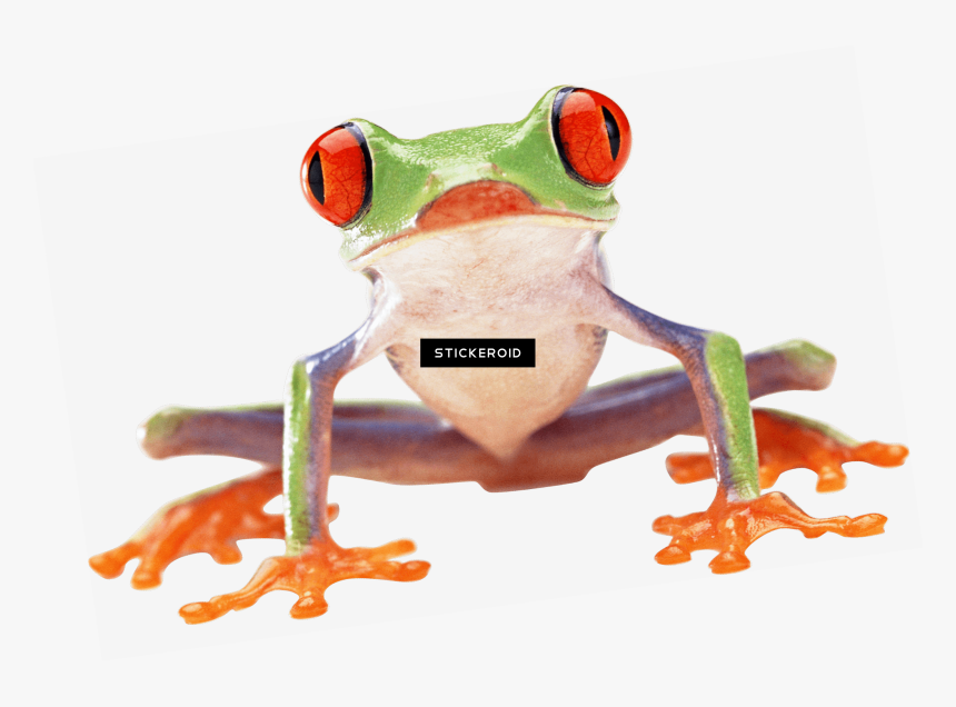 Mlg Frog Png - Red Eyed Tree Frog Front, Transparent Png , Transparent ...