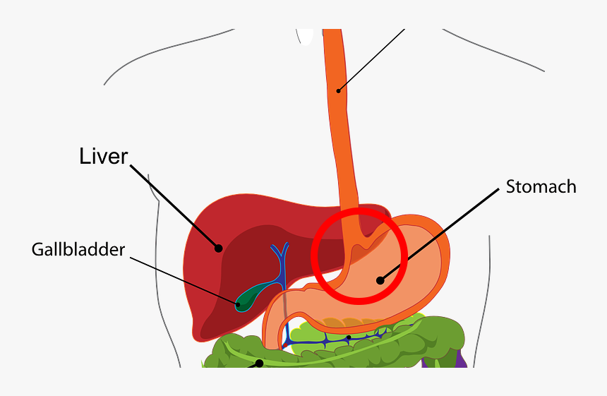 Digestive System - Digestive System Class 4, HD Png Download ...
