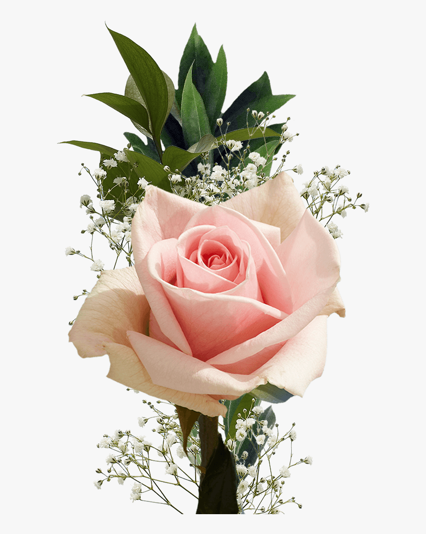 Beautiful Single Flowers Pics Hd | Best Flower Site