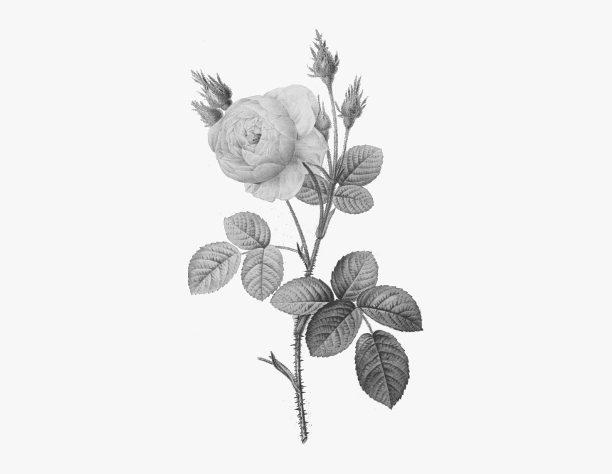 Single Gray Rose - White Vintage Flowers Png, Transparent Png ...