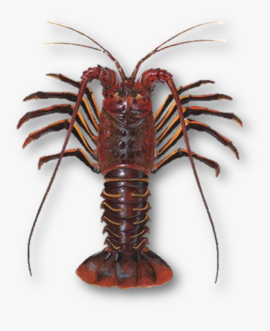 Spiny Lobster, HD Png Download , Transparent Png Image - PNGitem