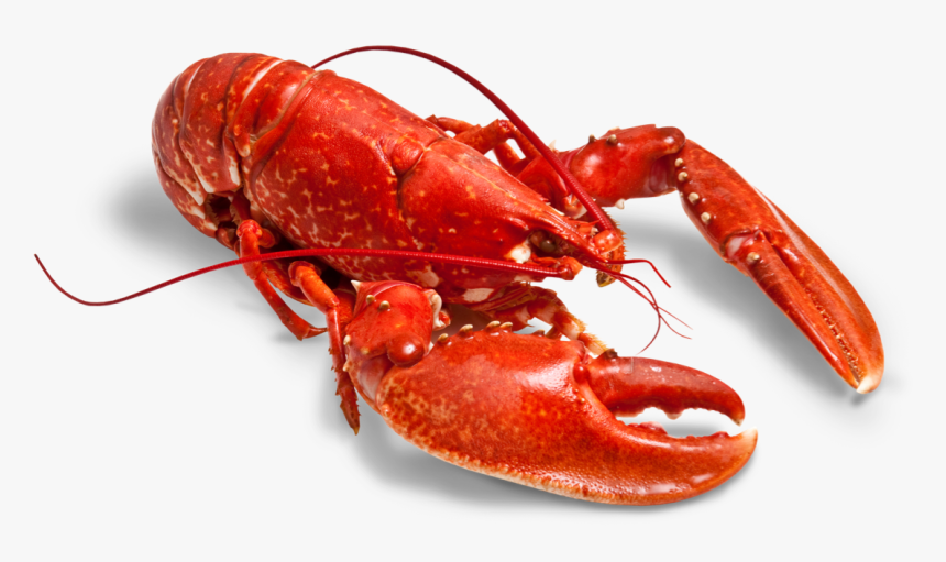 Transparent Cooked Lobster Png, Png Download , Transparent Png Image ...