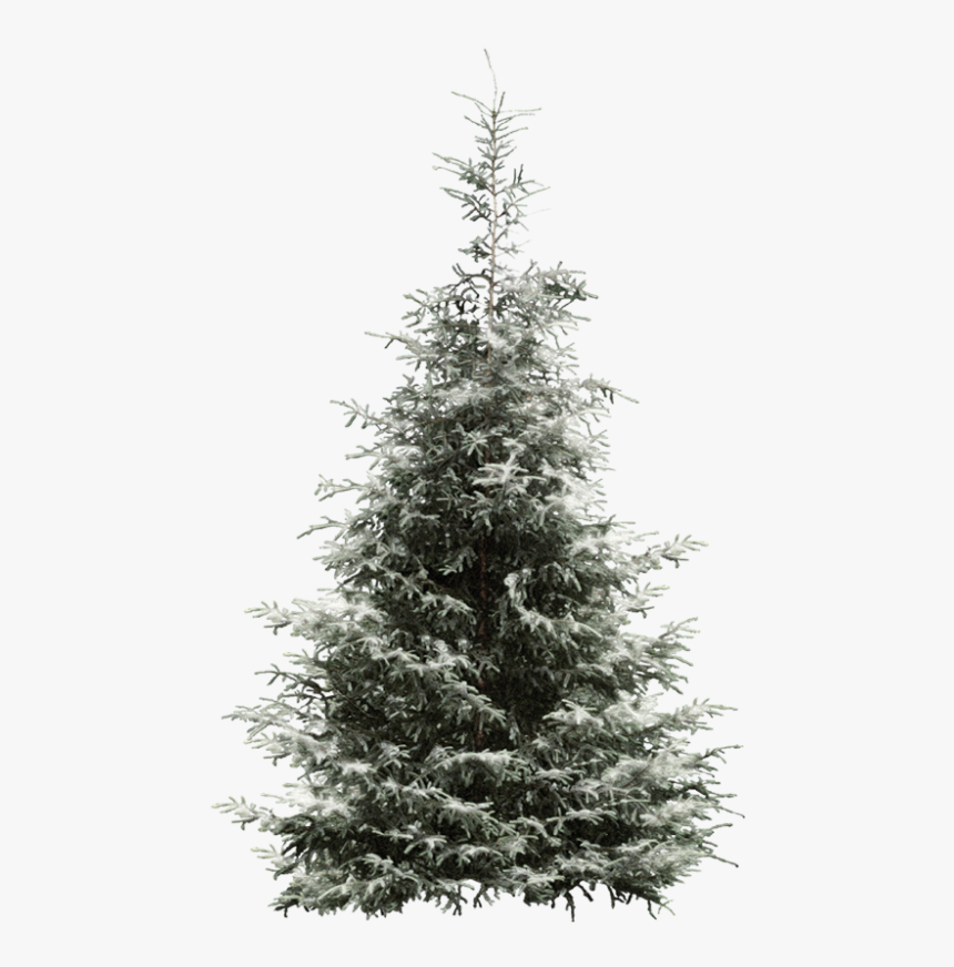 Fir Tree Pine Year Spruce Snowflake Clipart - Conifer Tree Png ...