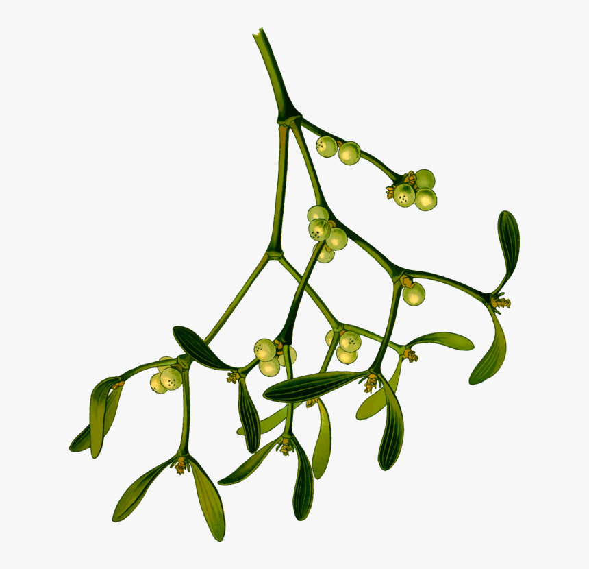 Plant,flora,leaf - Mistletoe Png, Transparent Png , Transparent Png ...