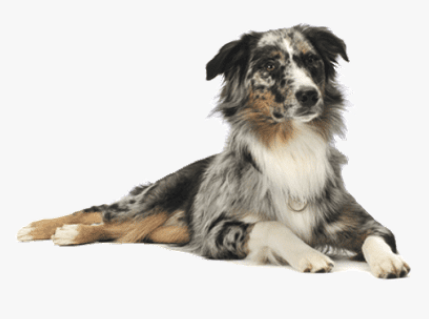 Dog On Transparent Background, HD Png Download , Transparent Png Image ...