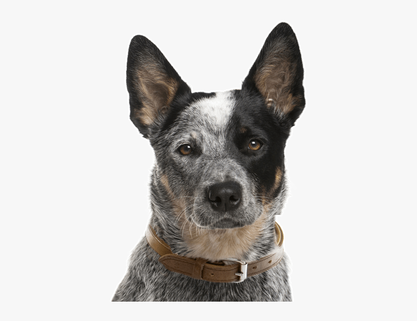 Australian Cattle Dog Face, HD Png Download , Transparent Png Image ...