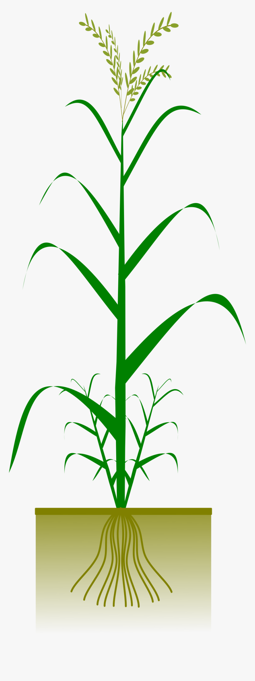 Plants Clipart Palay - Drawing Of Ragi, HD Png Download , Transparent ...