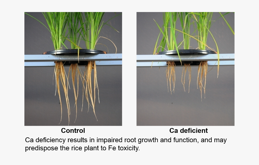 Rice Calcium Deficiency, HD Png Download , Transparent Png Image - PNGitem