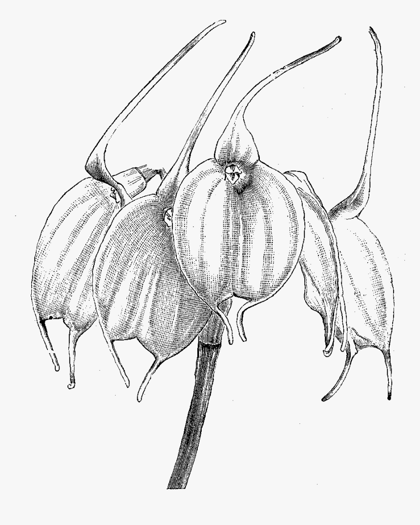 Sketch , Png Download - Sketch, Transparent Png , Transparent Png Image ...