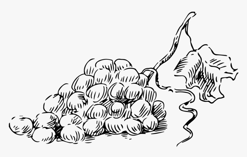 Grapes Drawing Png, Transparent Png , Transparent Png Image - PNGitem