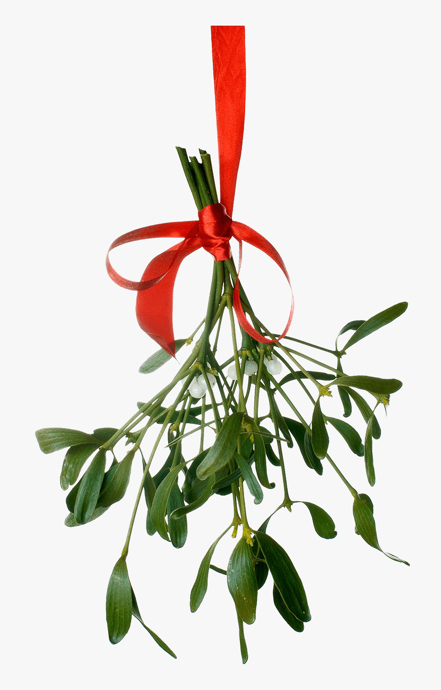 Mistletoe Png Clipart - Mistletoe Png, Transparent Png , Transparent ...