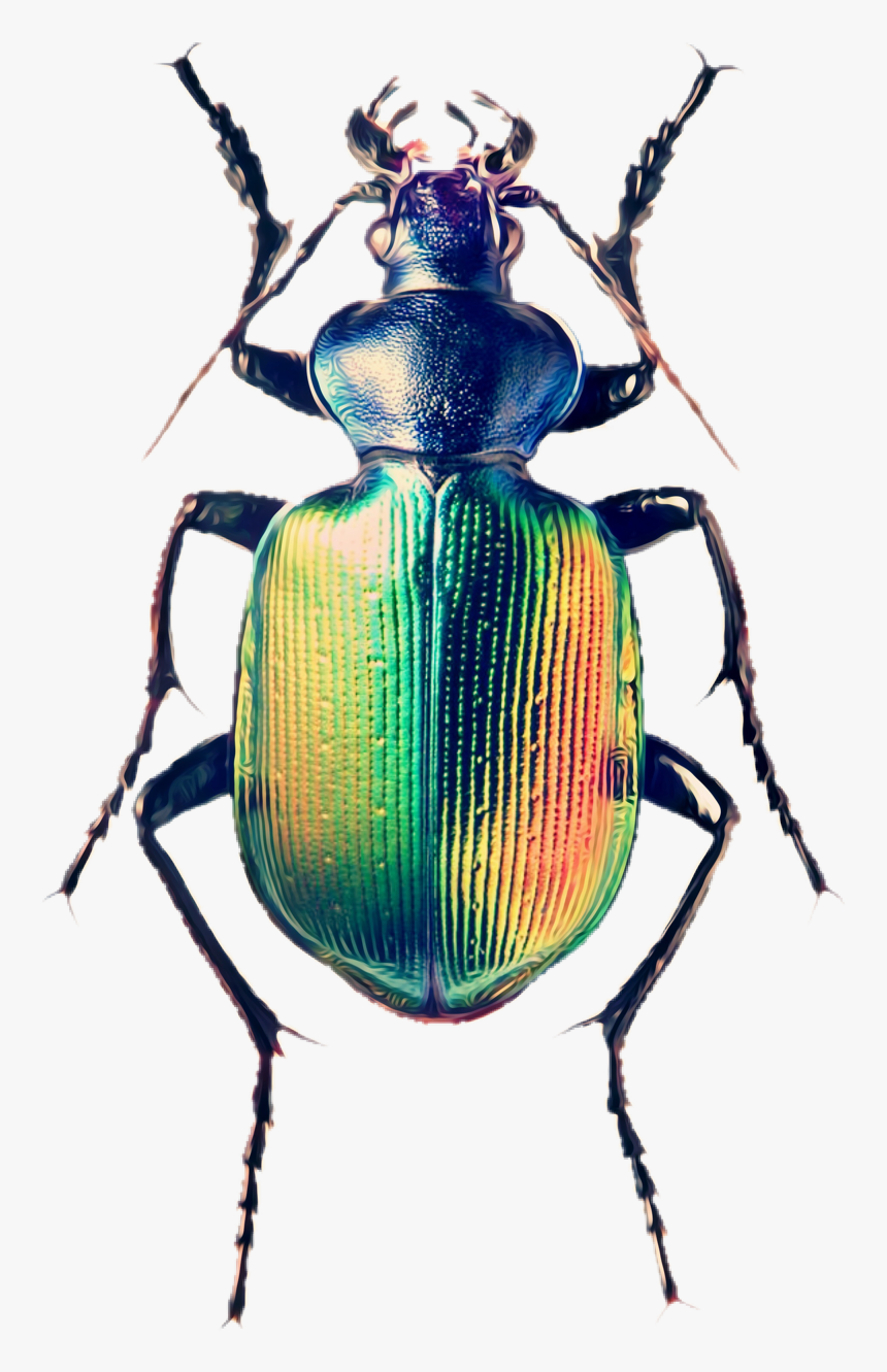 Beetle Bug, HD Png Download , Transparent Png Image - PNGitem