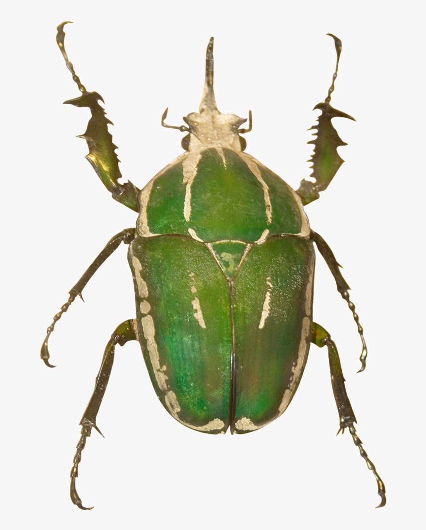 Beetle Png, Transparent Png , Transparent Png Image - PNGitem