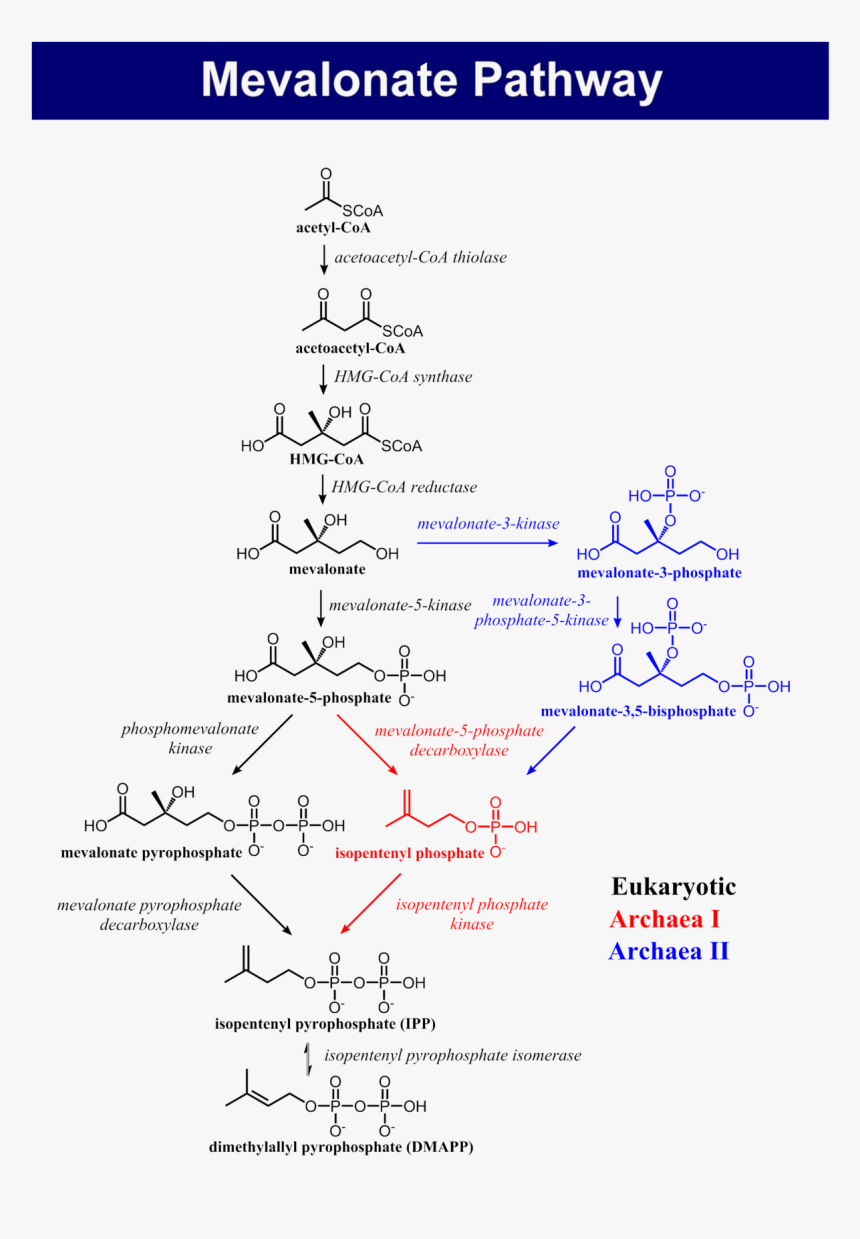 Dimethylallyl Pyrophosphate To Cholesterol, HD Png Download ...