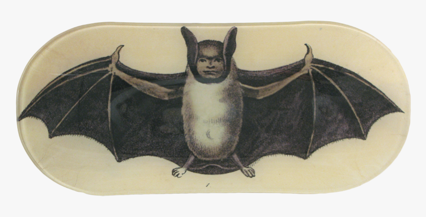 Vampire Bat, HD Png Download , Transparent Png Image - PNGitem